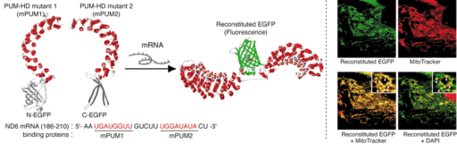 Endogenous mRNA Imaging – Analytical Chemistry, Ozawa Lab Department of ...