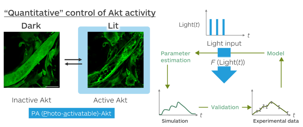 Optical control of intracellular signaling – Analytical Chemistry ...