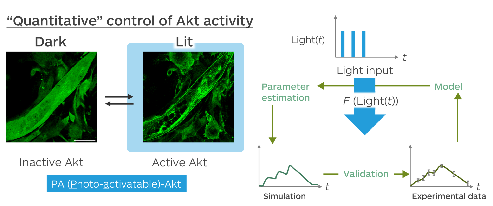 Optical control of intracellular signaling – Analytical Chemistry ...